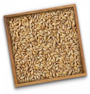 Barley - Columbia Grain