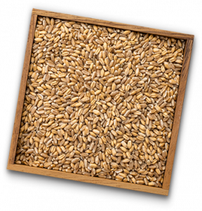 Organic - Columbia Grain