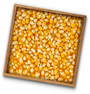 Feed Grains & Cover Crops - Columbia Grain