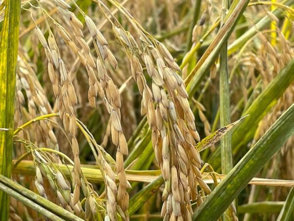 Home - Columbia Grain
